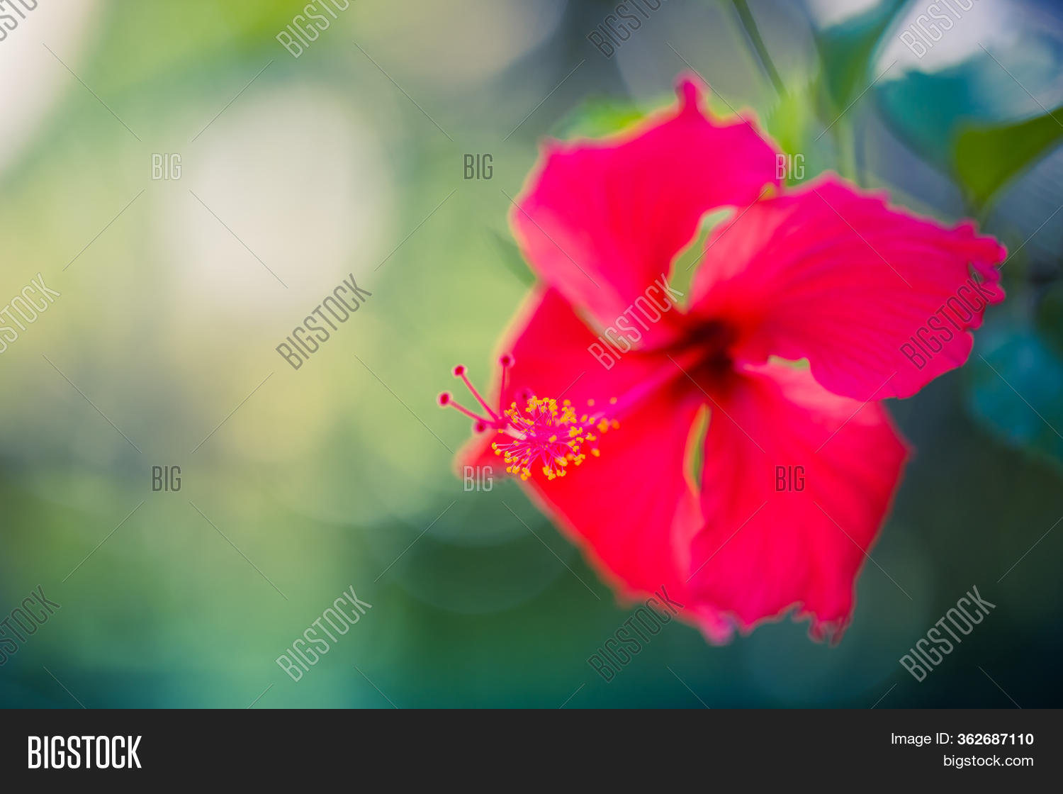 Red Hibiscus Flower On Image & Photo (Free Trial) | Bigstock