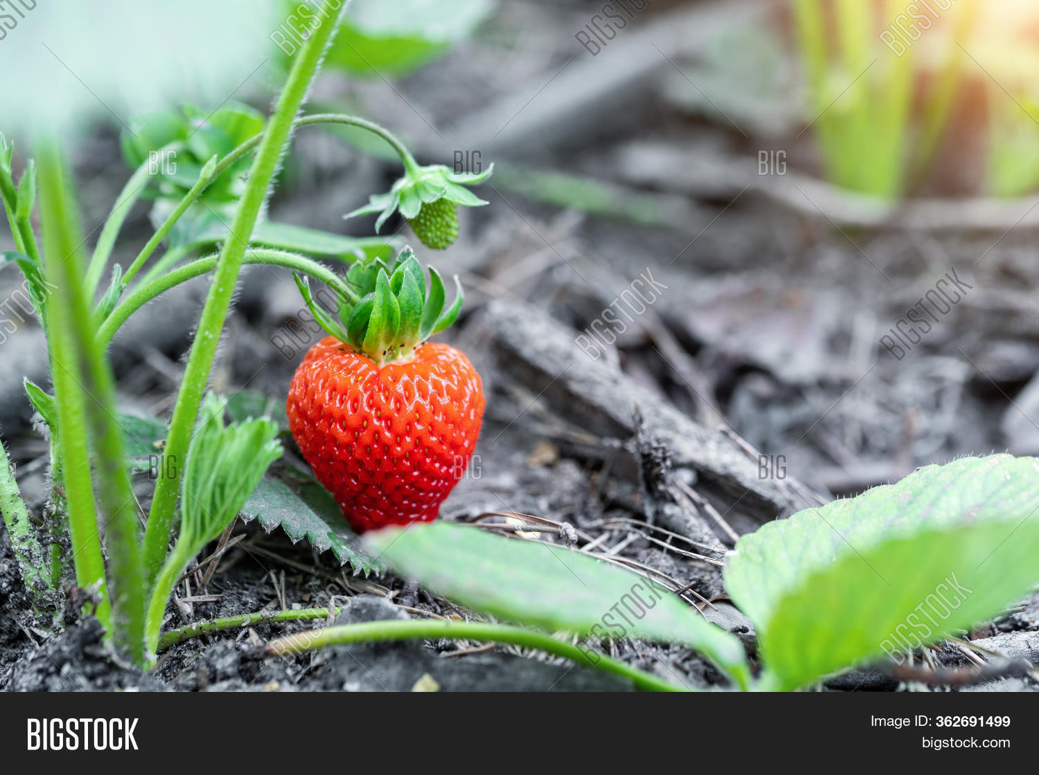 Close- Green Bush Image & Photo (Free Trial) | Bigstock
