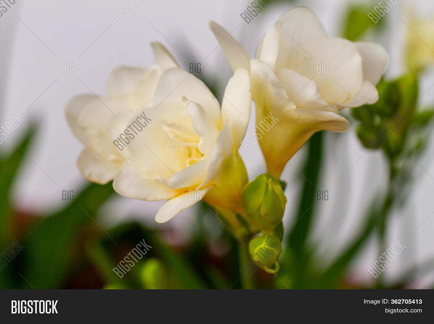 Close- White Freesia Image & Photo (Free Trial) | Bigstock