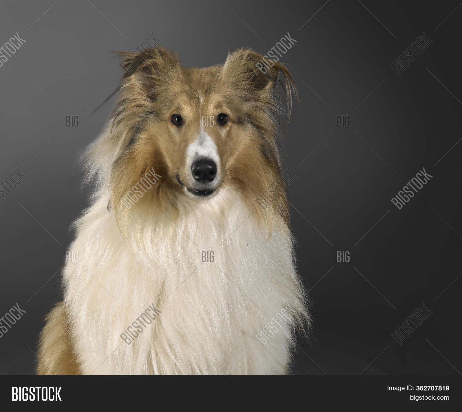 Portrait Rough Collie Image & Photo (Free Trial) | Bigstock
