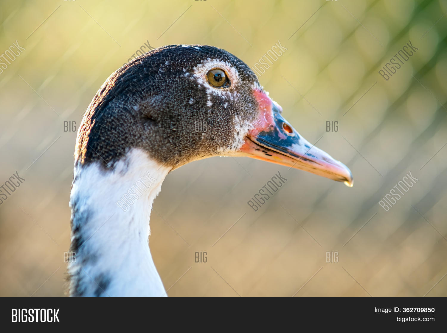 Detail Duck Head. Image & Photo (Free Trial) | Bigstock