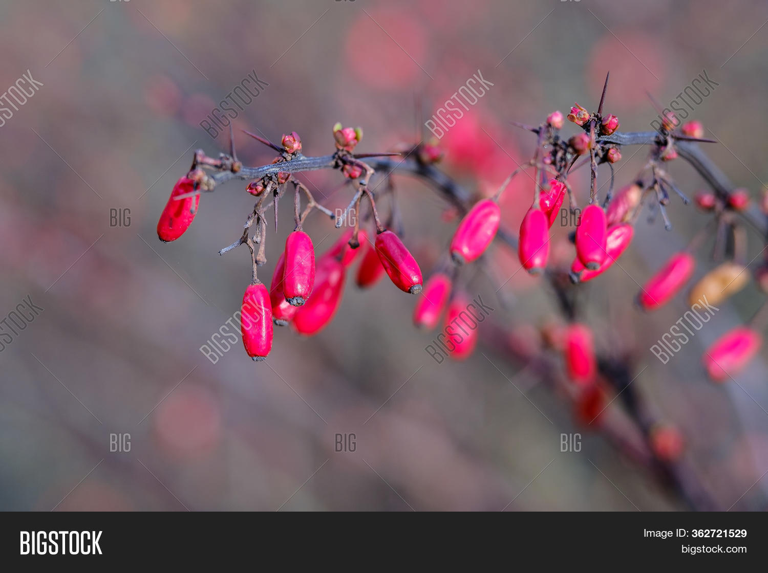 Closeup Barberry Red Image & Photo (Free Trial) | Bigstock