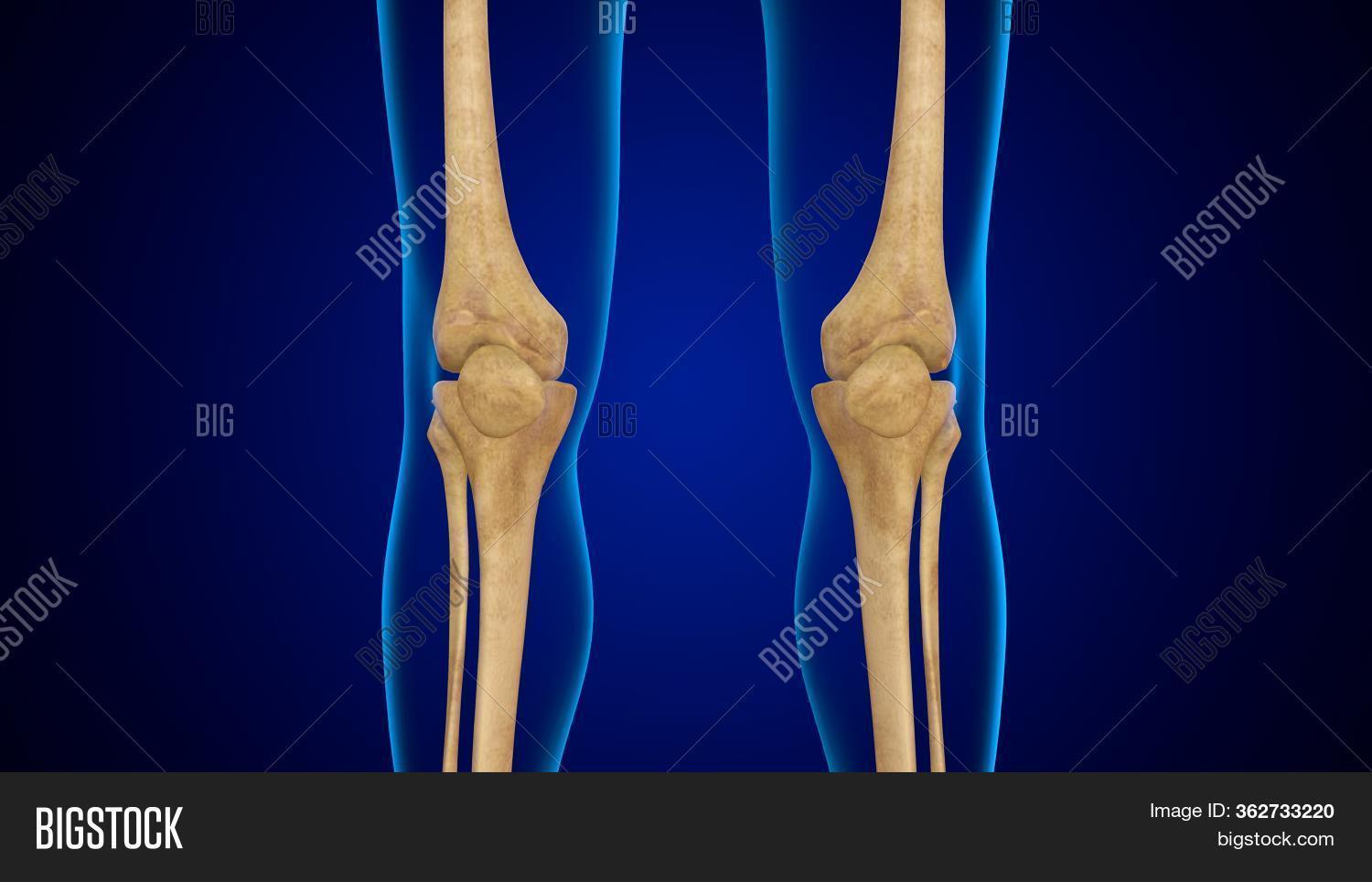 3d Illustration Human Image & Photo (Free Trial) | Bigstock