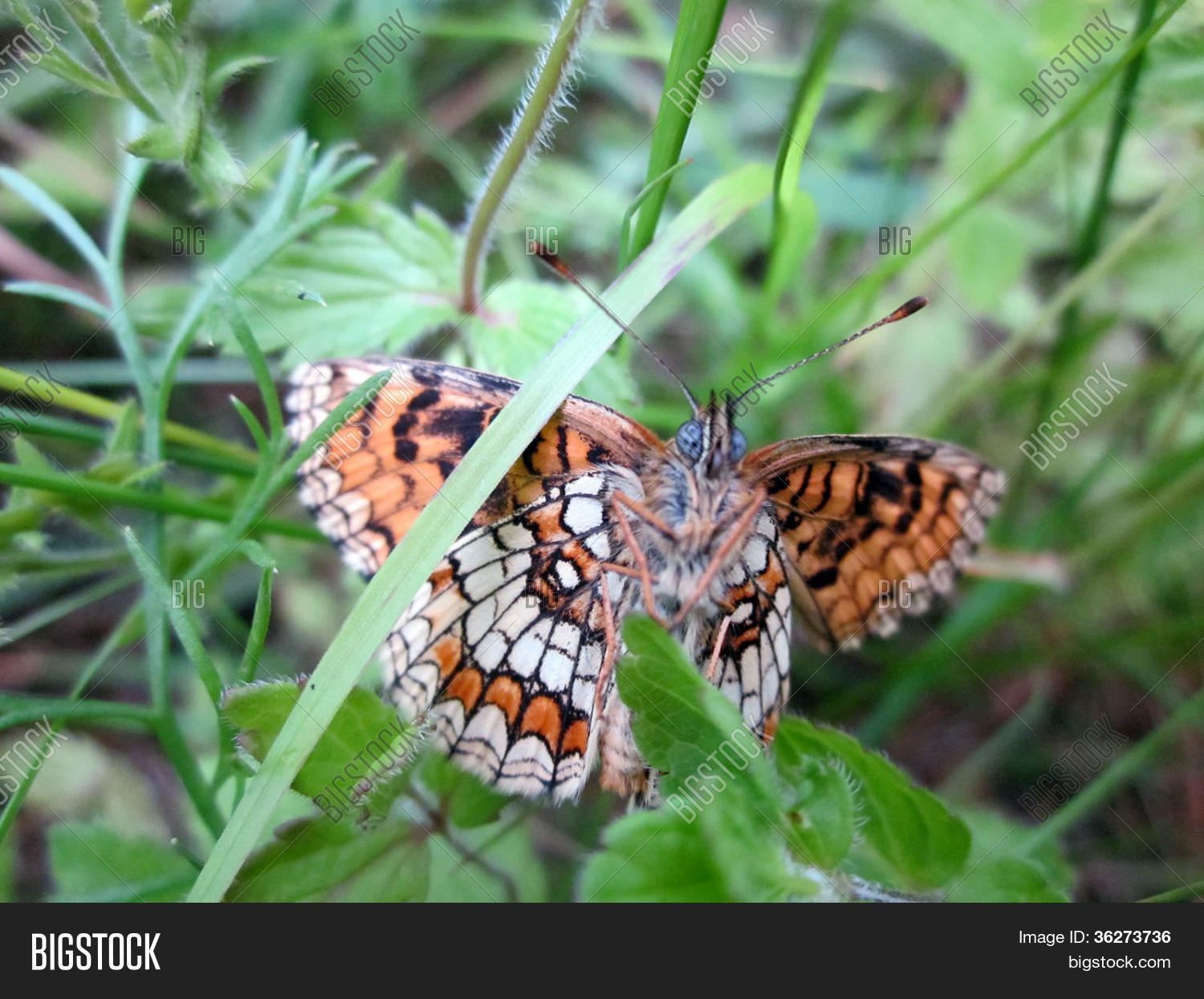 Butterflies View Image & Photo (Free Trial) | Bigstock