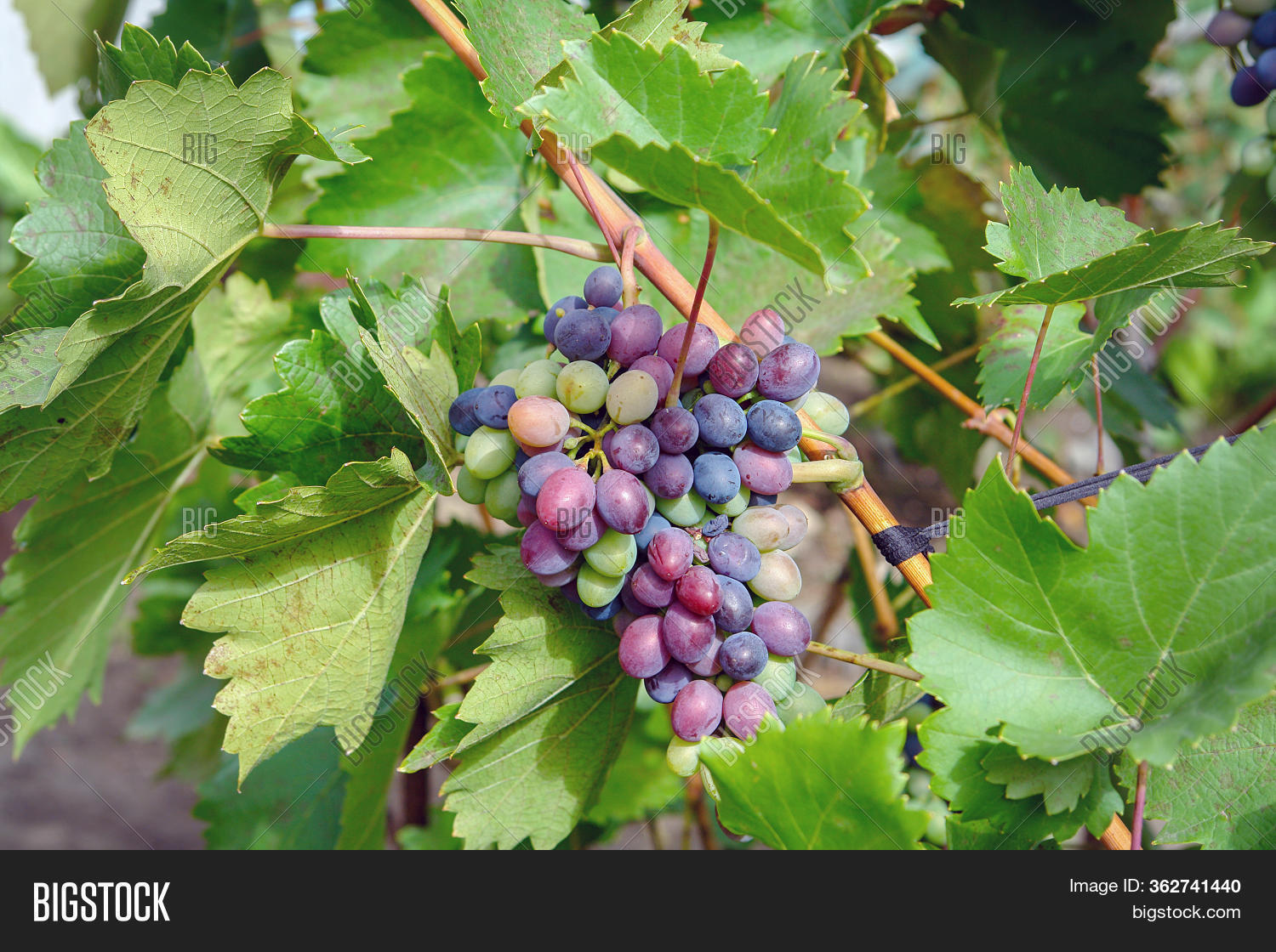 Bunch Grapes On Vine Image & Photo (Free Trial) | Bigstock