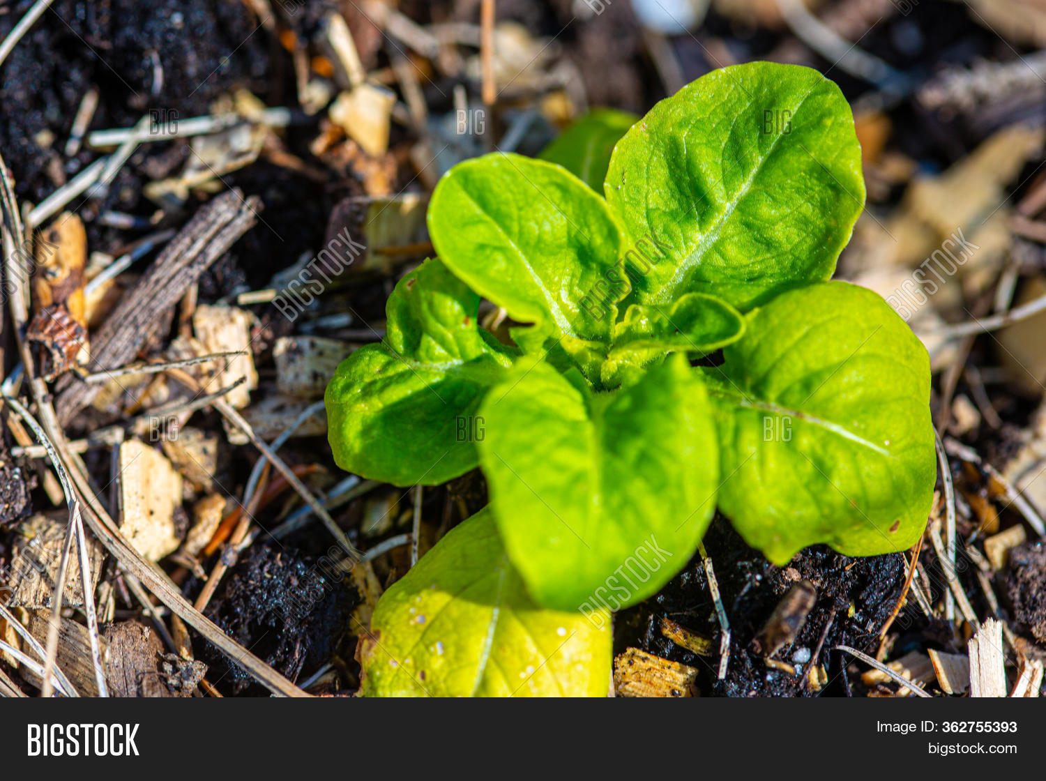 Small Green Patch Image & Photo (Free Trial) | Bigstock