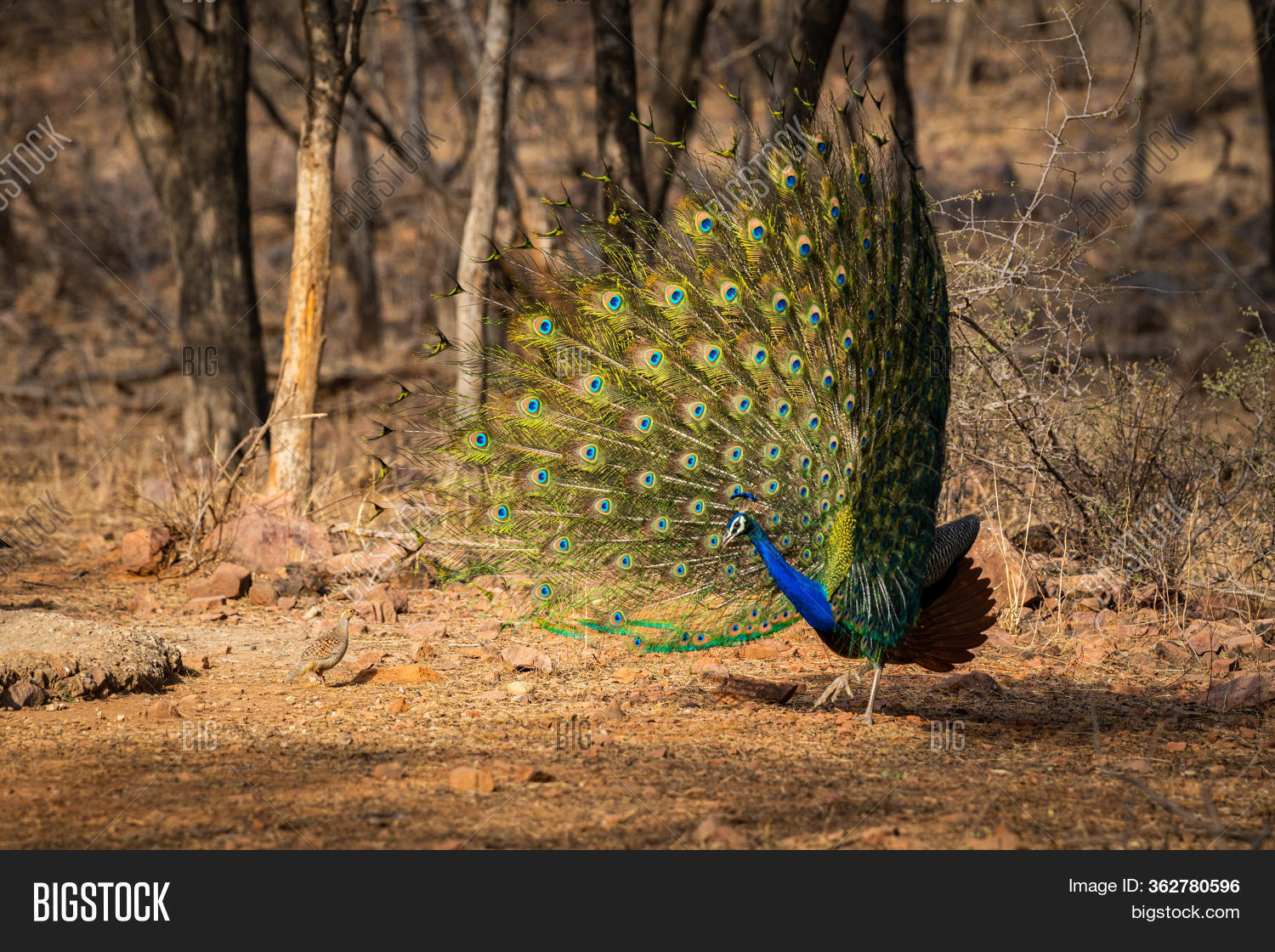 Peafowl Male Peacock Image & Photo (Free Trial) | Bigstock