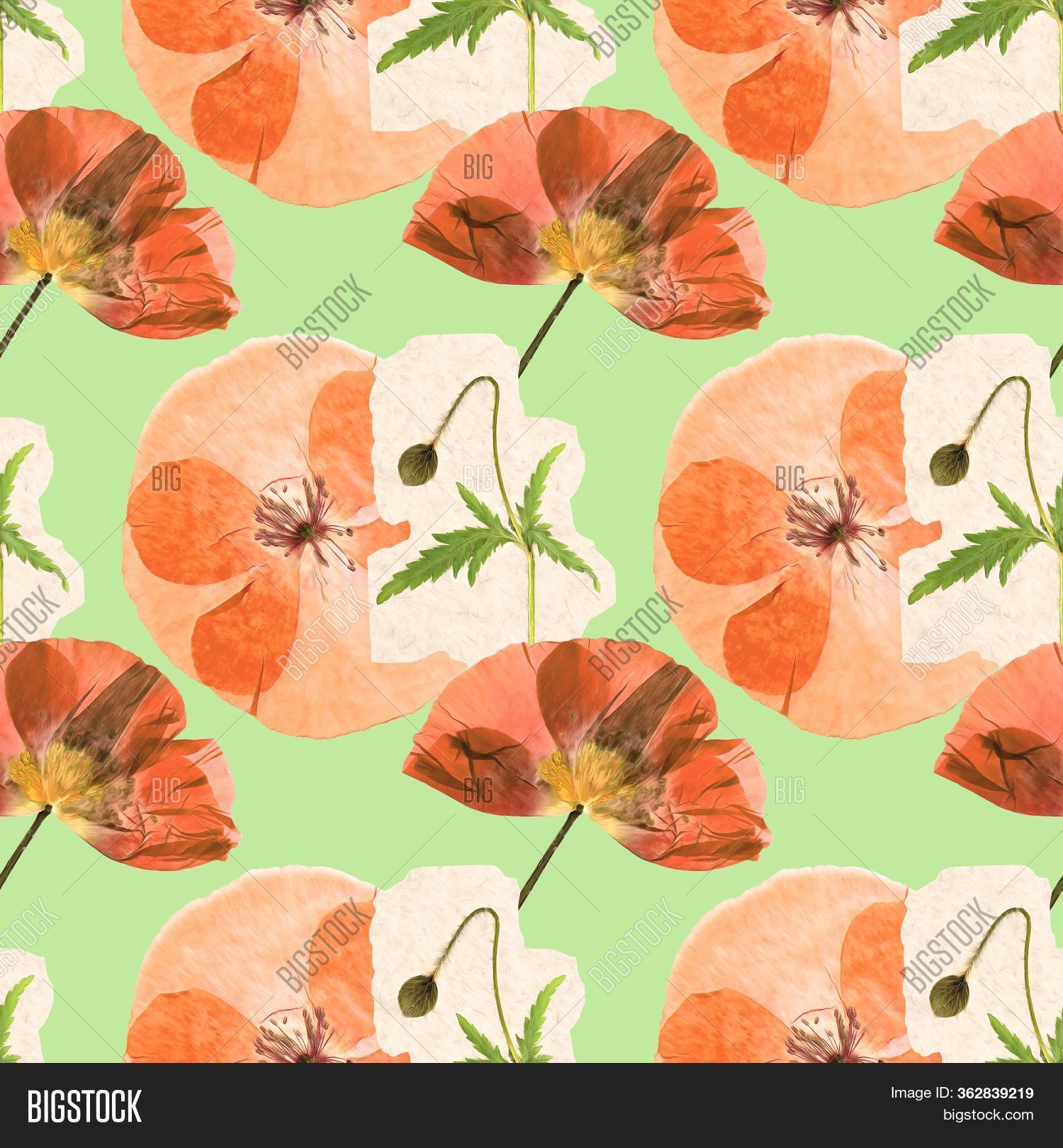 Poppy. Illustration, Image & Photo (Free Trial) | Bigstock