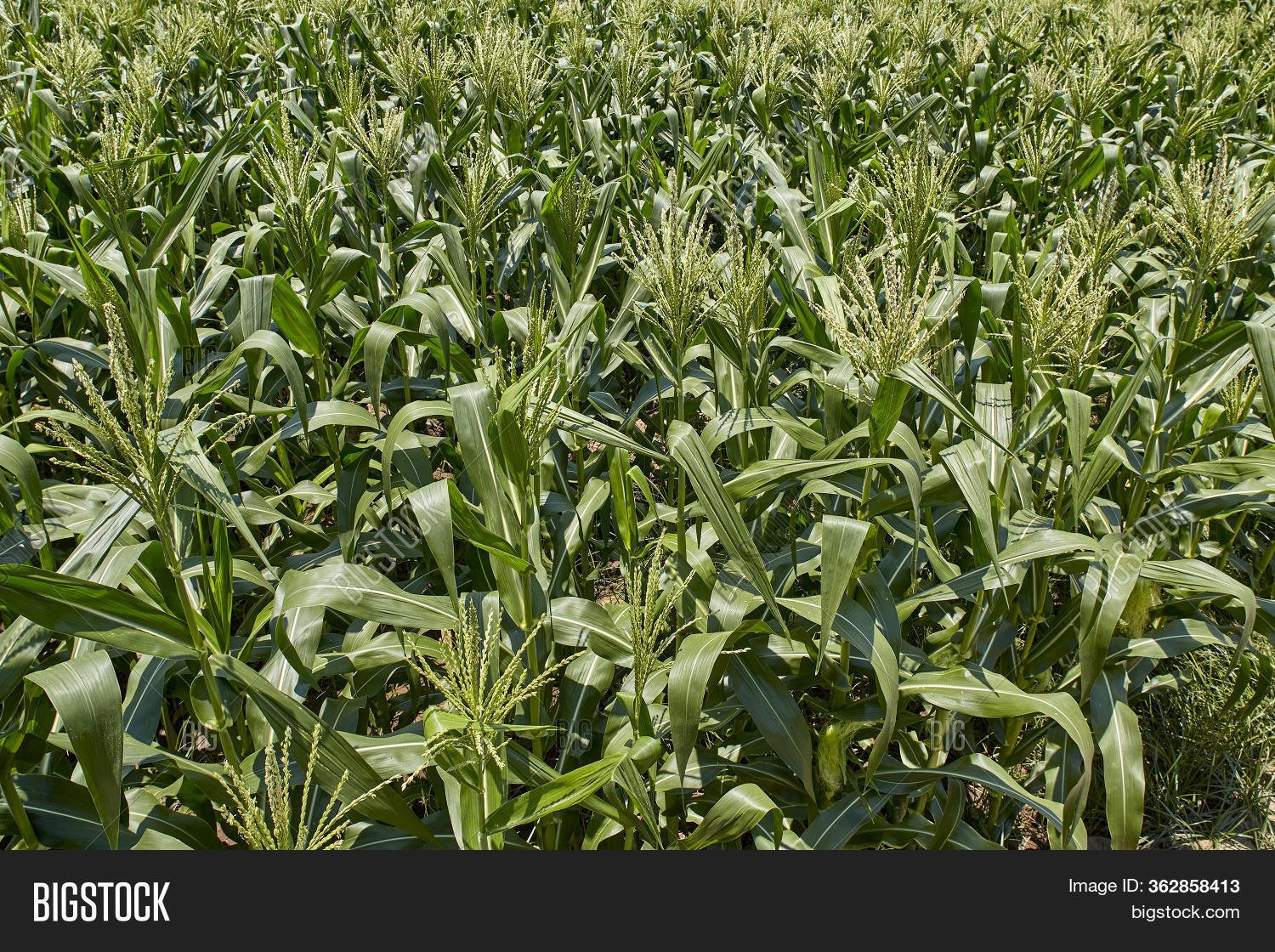 Organic Corn Field Image & Photo (Free Trial) | Bigstock