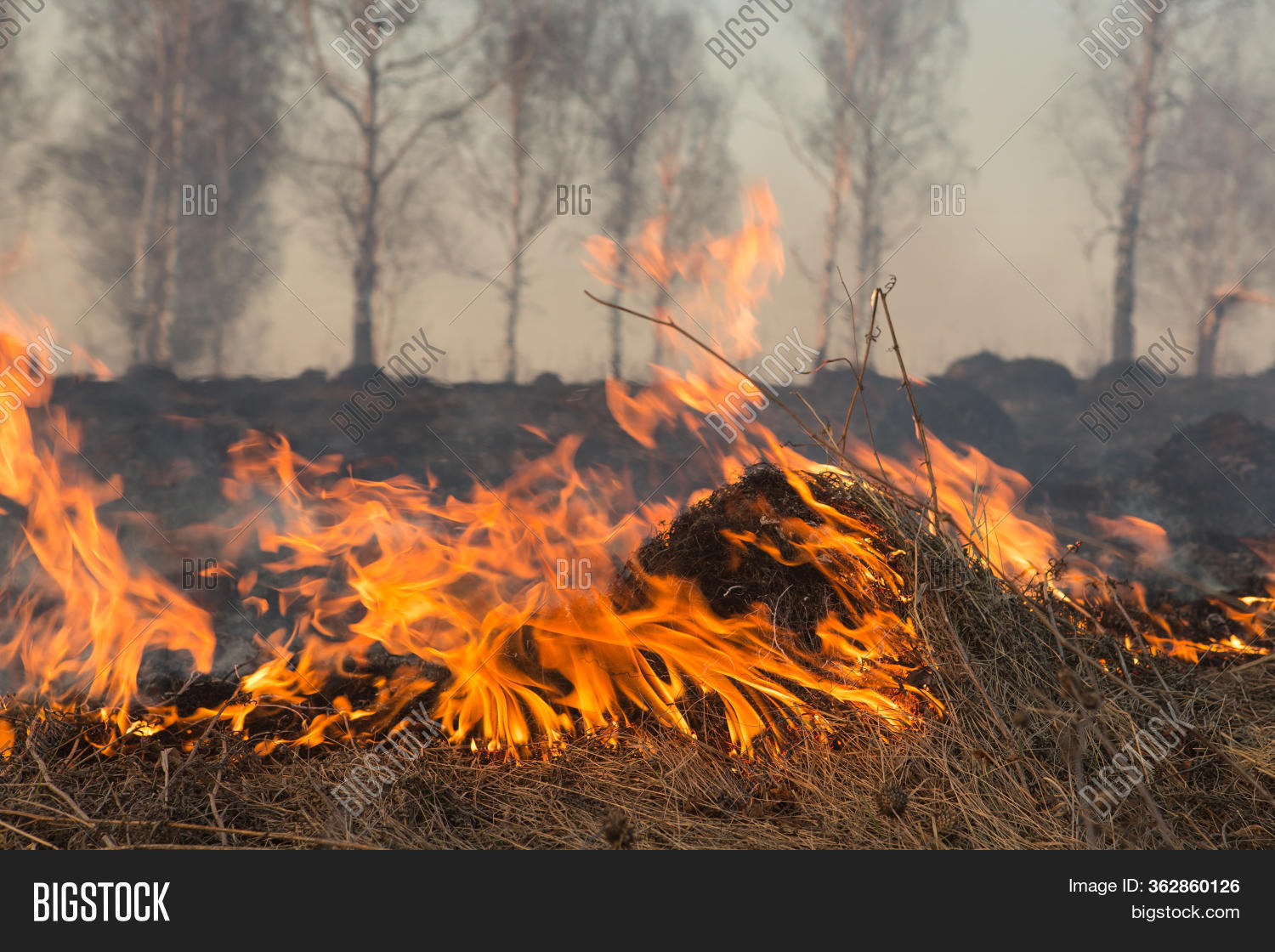 Forest Fire Burning, Image & Photo (Free Trial) | Bigstock