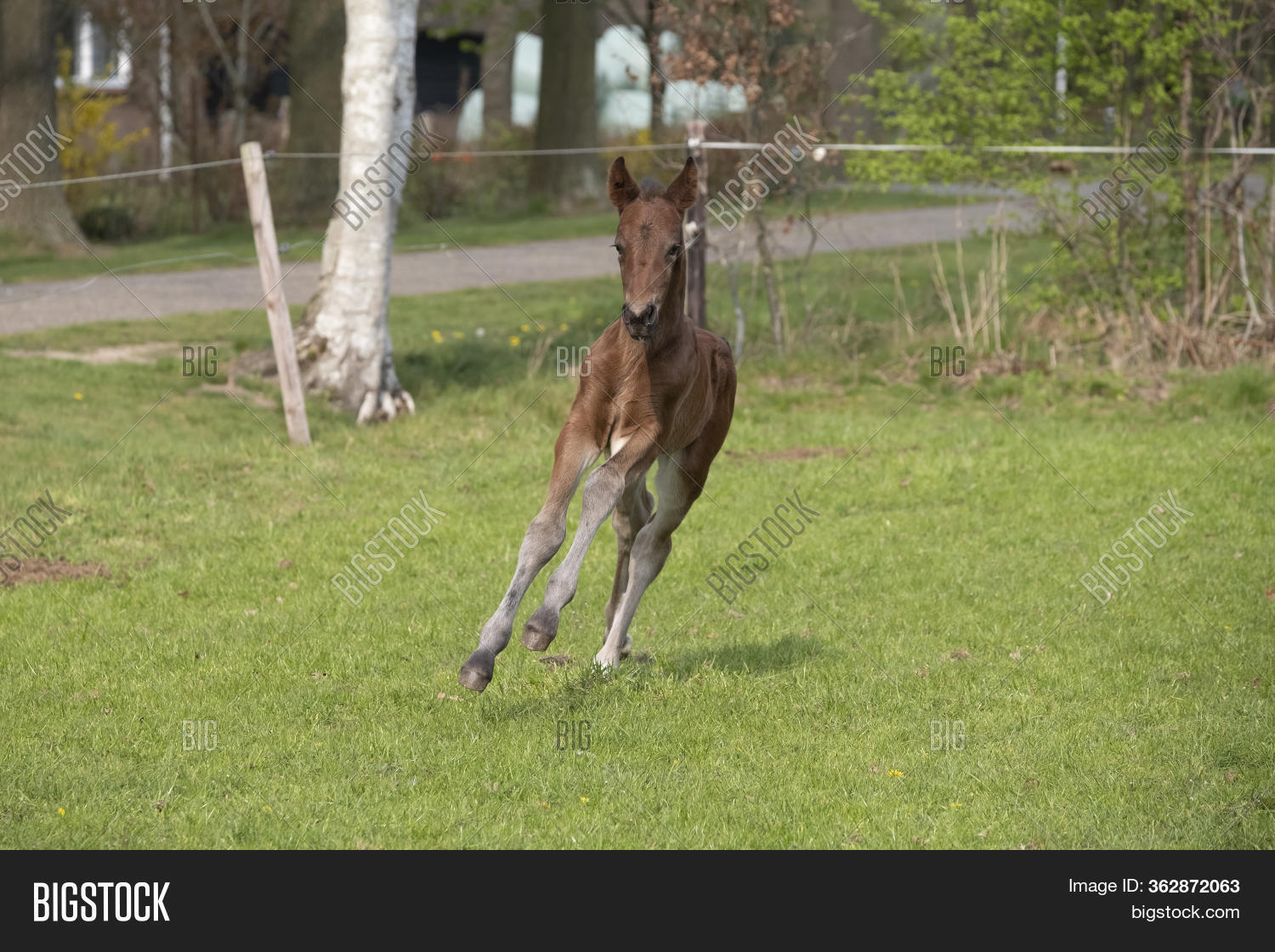 Cute Small Brown Foal Image & Photo (Free Trial) | Bigstock
