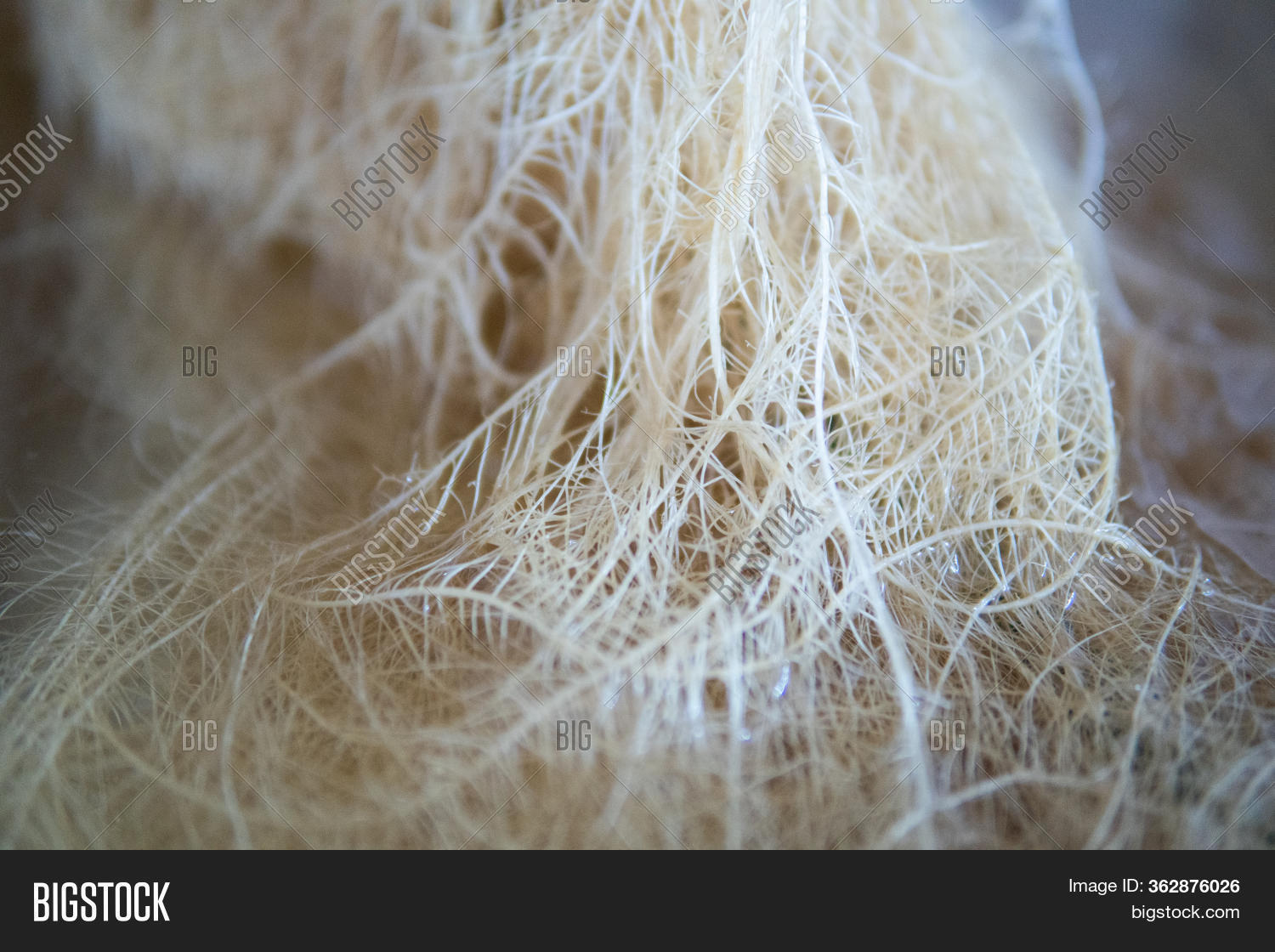 Roots Cannabis. Image & Photo (Free Trial) | Bigstock