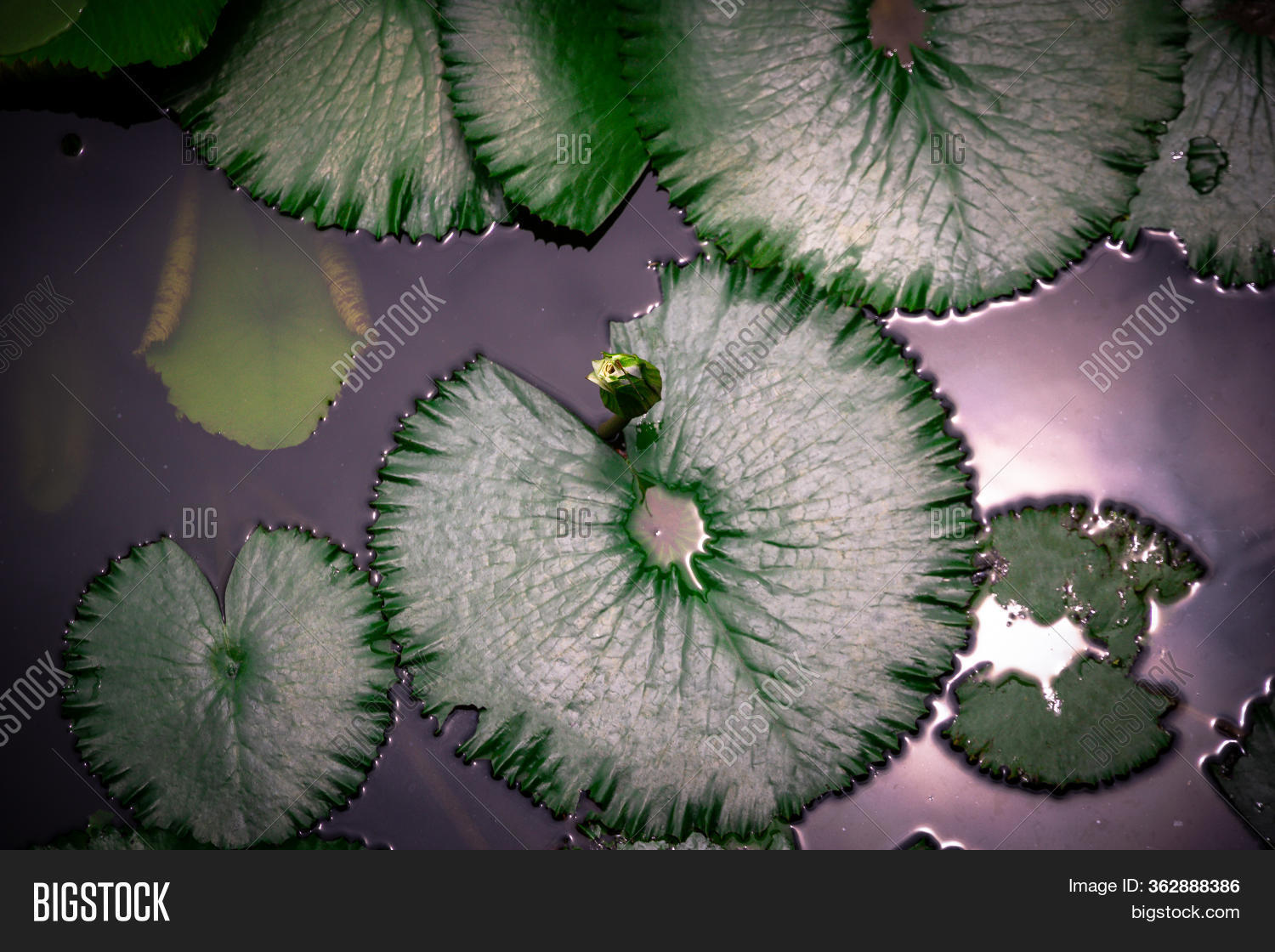 Top View Green Lotus Image & Photo (Free Trial) | Bigstock