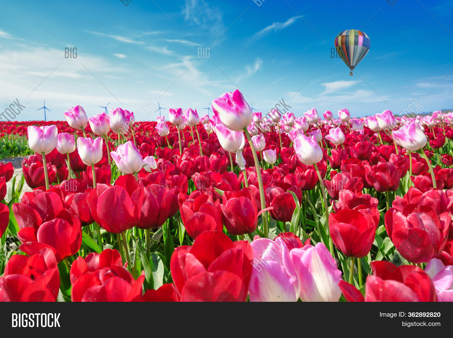 Red Longer Pink Tulips Image & Photo (Free Trial) | Bigstock