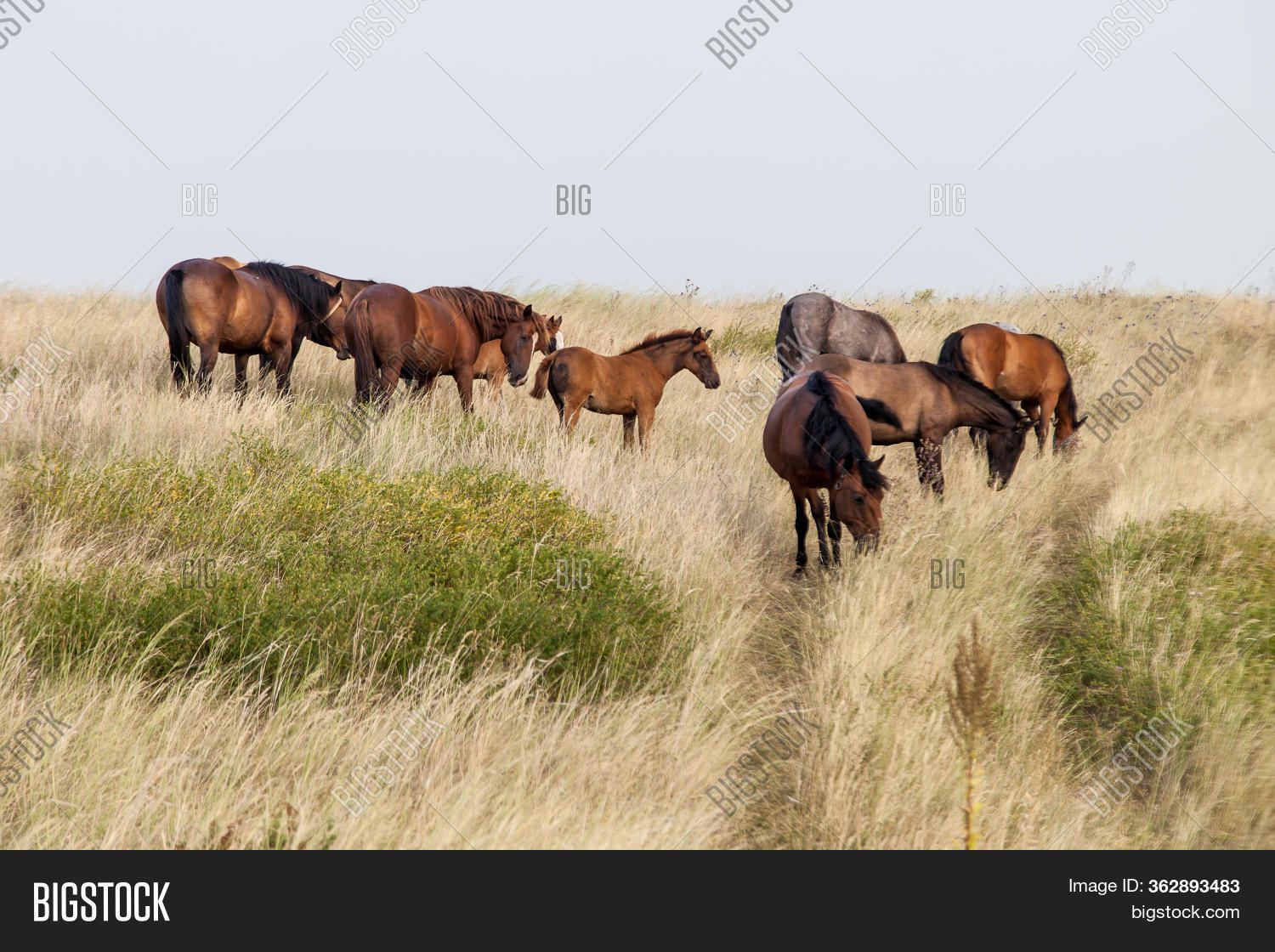 Herd Wild Horses Image & Photo (Free Trial) | Bigstock