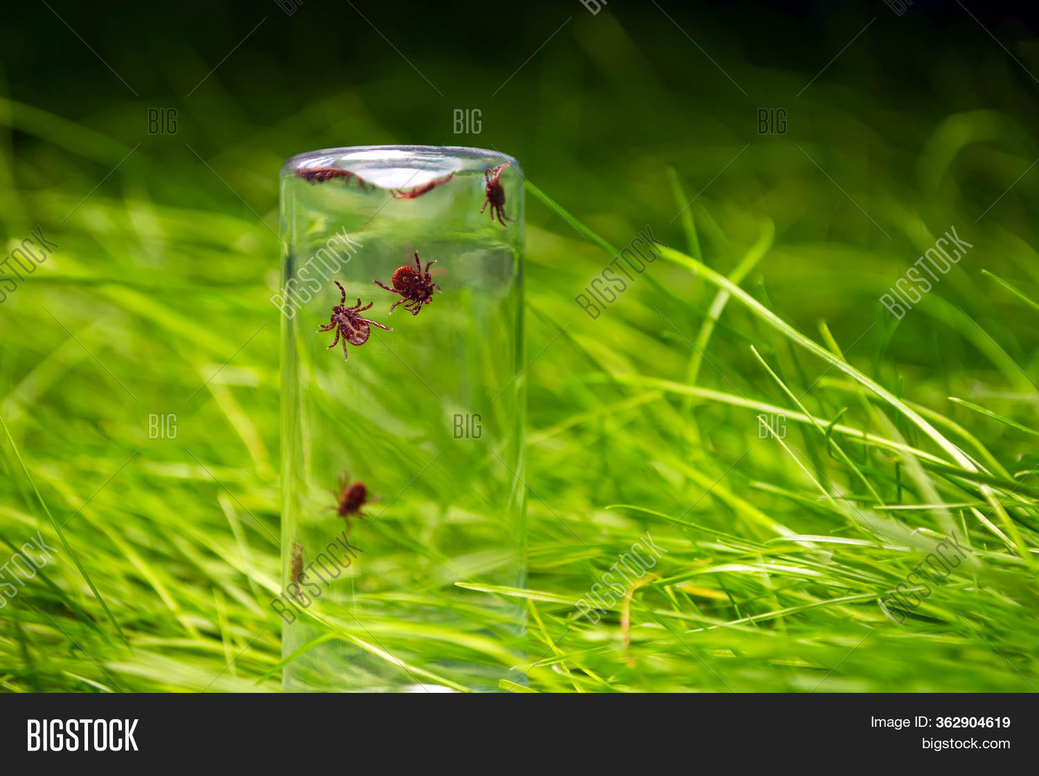 Tick Glass Bottle On Image & Photo (Free Trial) | Bigstock