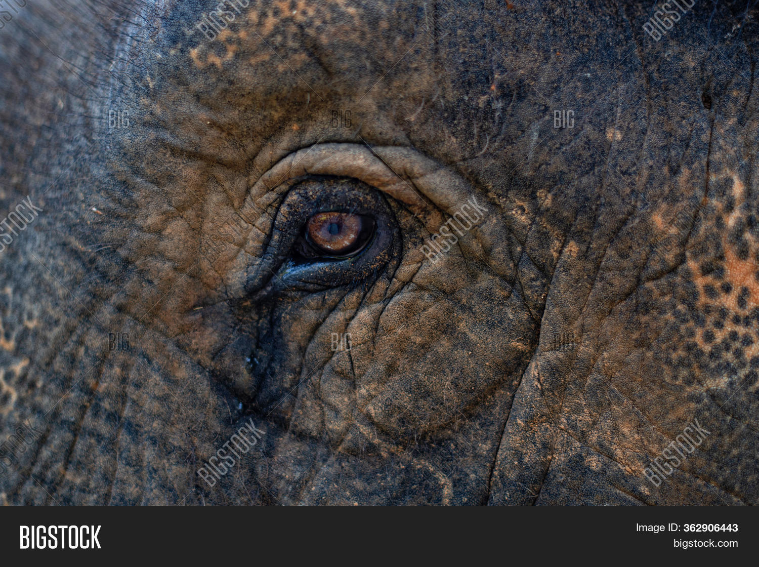 Gaze Elephant. Brown Image & Photo (Free Trial) | Bigstock