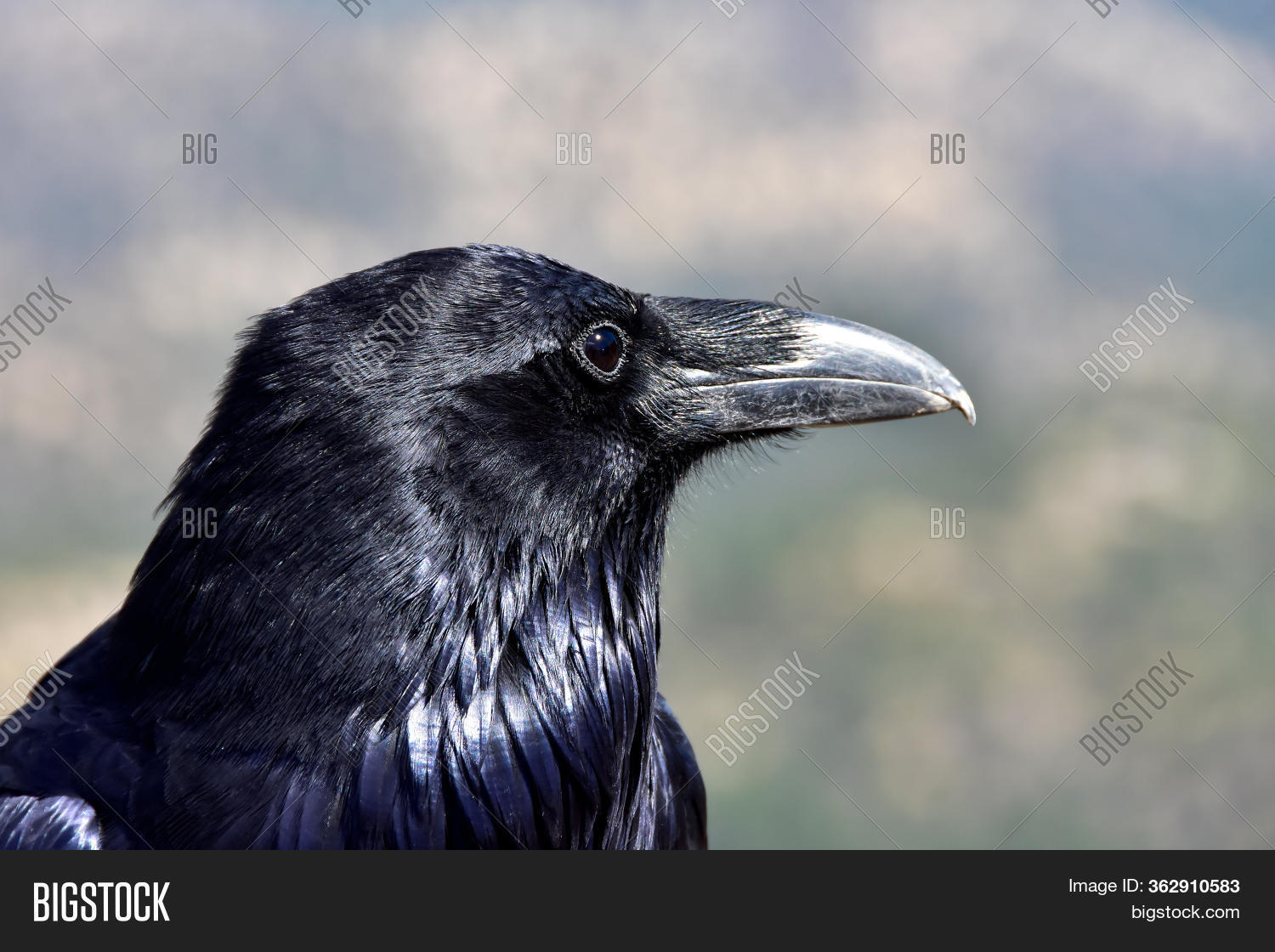 Profile Raven Blue Image & Photo (Free Trial) | Bigstock
