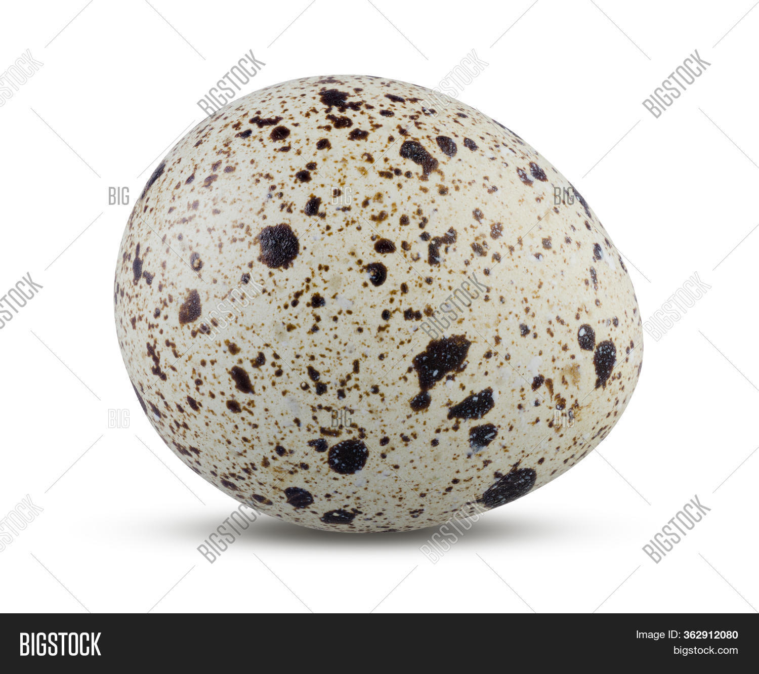 Quail Egg Isolated. Image & Photo (Free Trial) | Bigstock