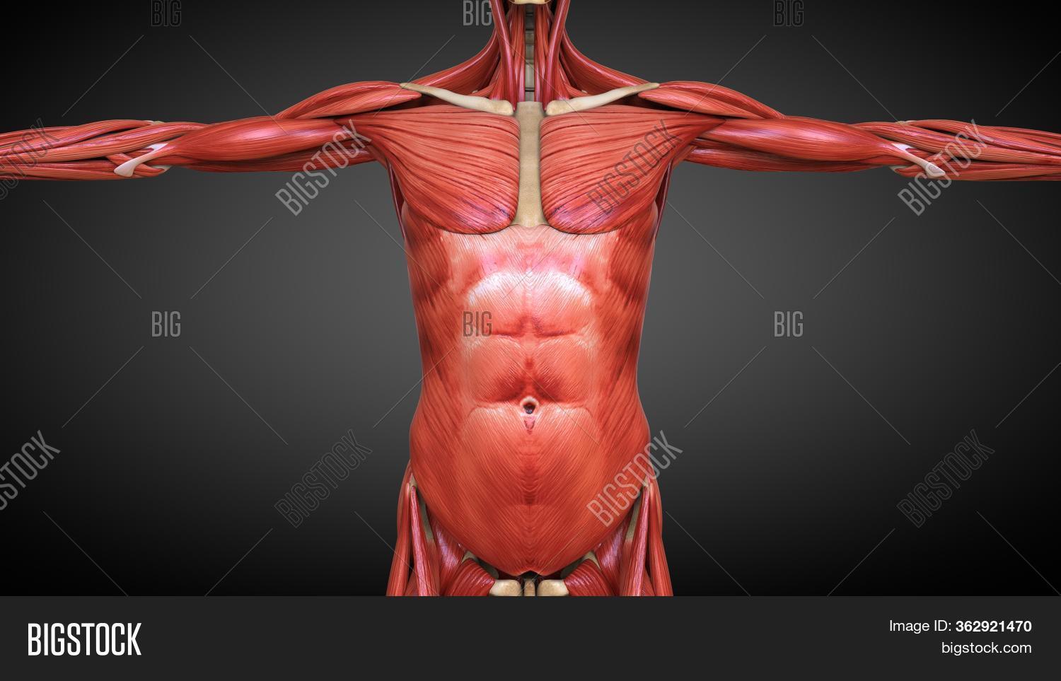 Muscular System Image & Photo (Free Trial) | Bigstock