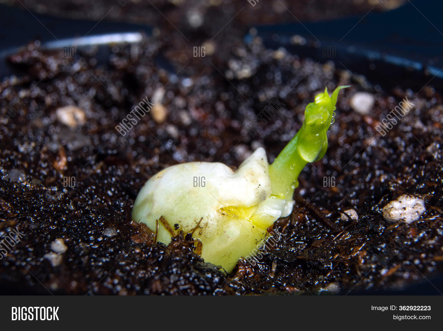 Young Bean Sprout Bean Image & Photo (Free Trial) | Bigstock