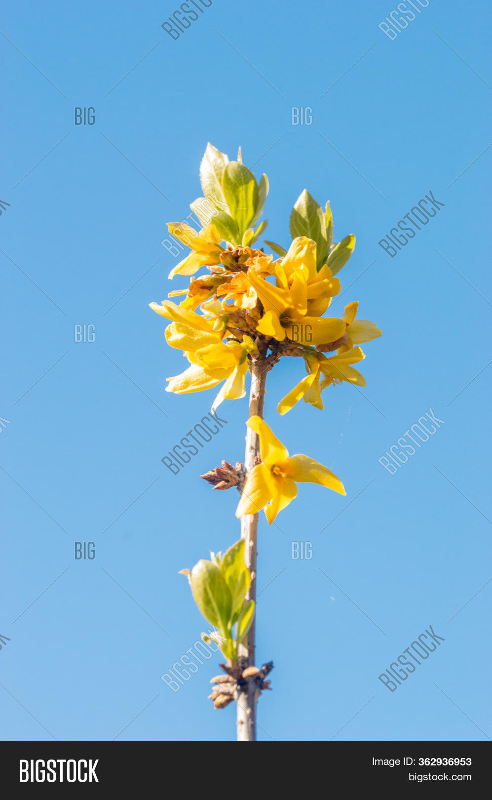 Top Blooming Flowers Image & Photo (Free Trial) | Bigstock