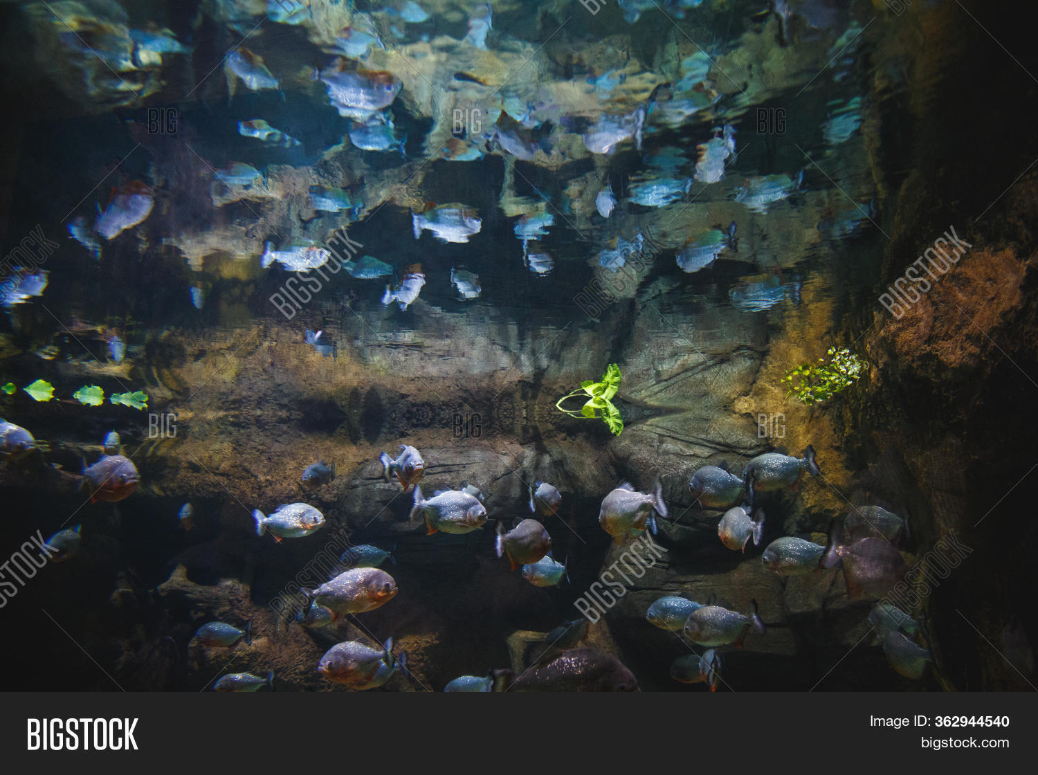 Flock Fishes Piranhas Image & Photo (Free Trial) | Bigstock