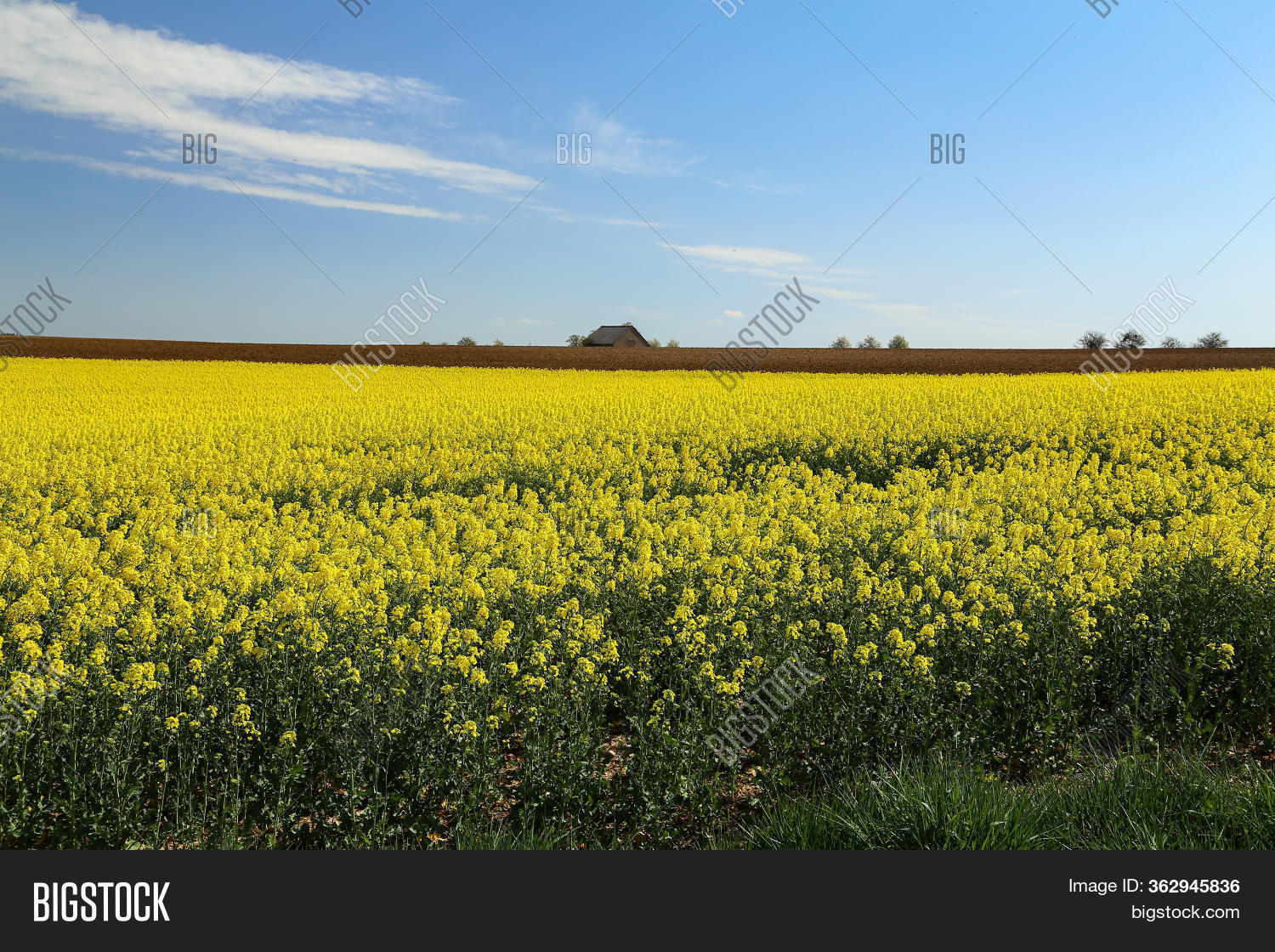 Raps Field. Cultivated Image & Photo (Free Trial) | Bigstock
