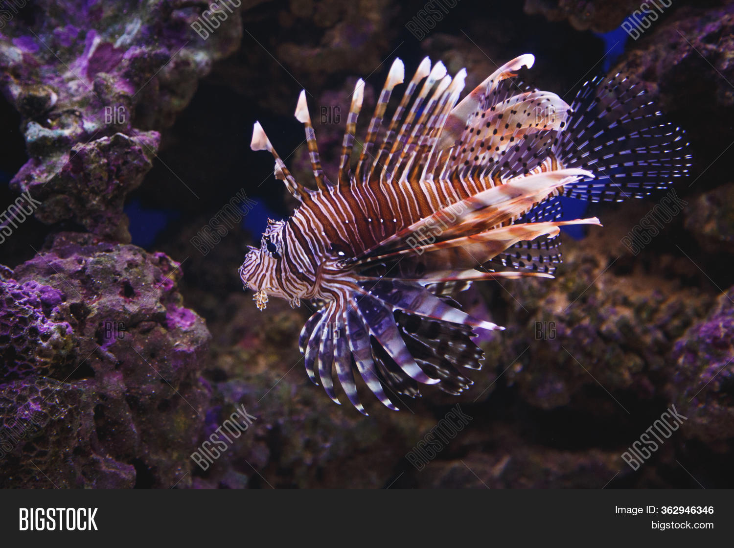 Exotic Fish "devil Image & Photo (Free Trial) | Bigstock