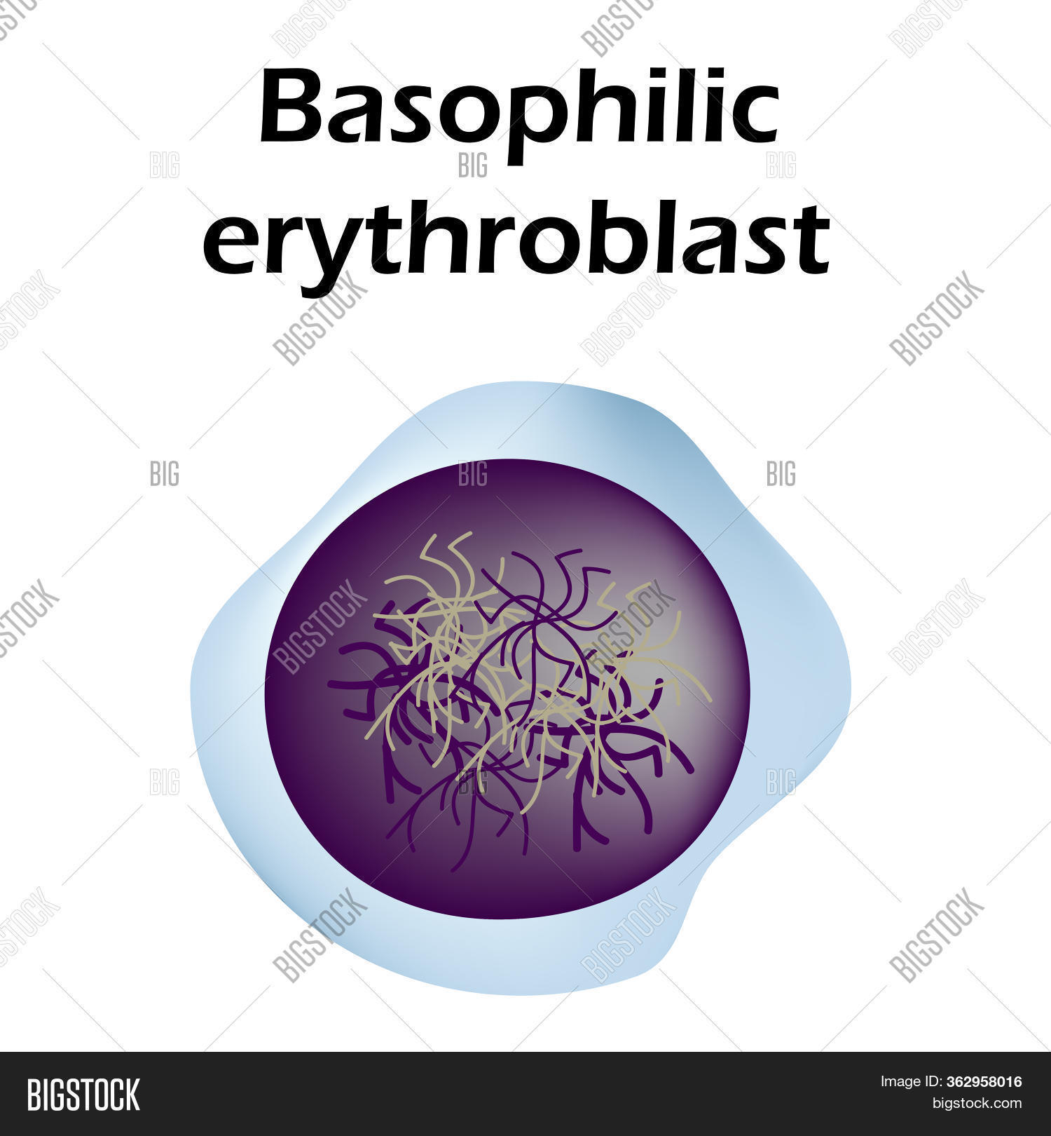 Structure Erythrocyte Image & Photo (Free Trial) | Bigstock