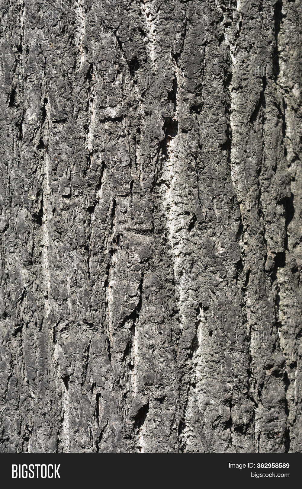 Silver Lime Bark Image & Photo (Free Trial) | Bigstock
