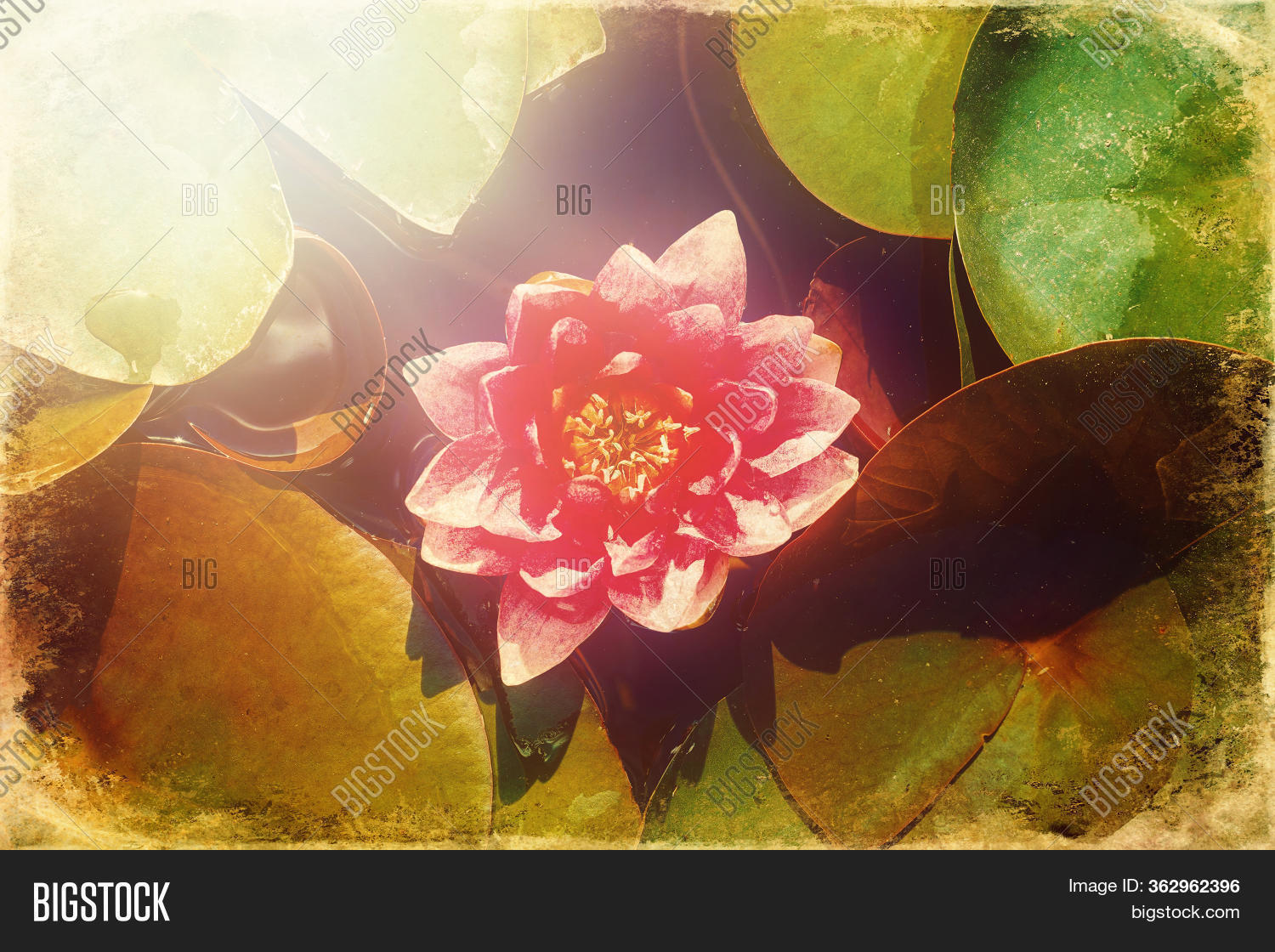 Blooming Lotus Pond Image & Photo (Free Trial) | Bigstock