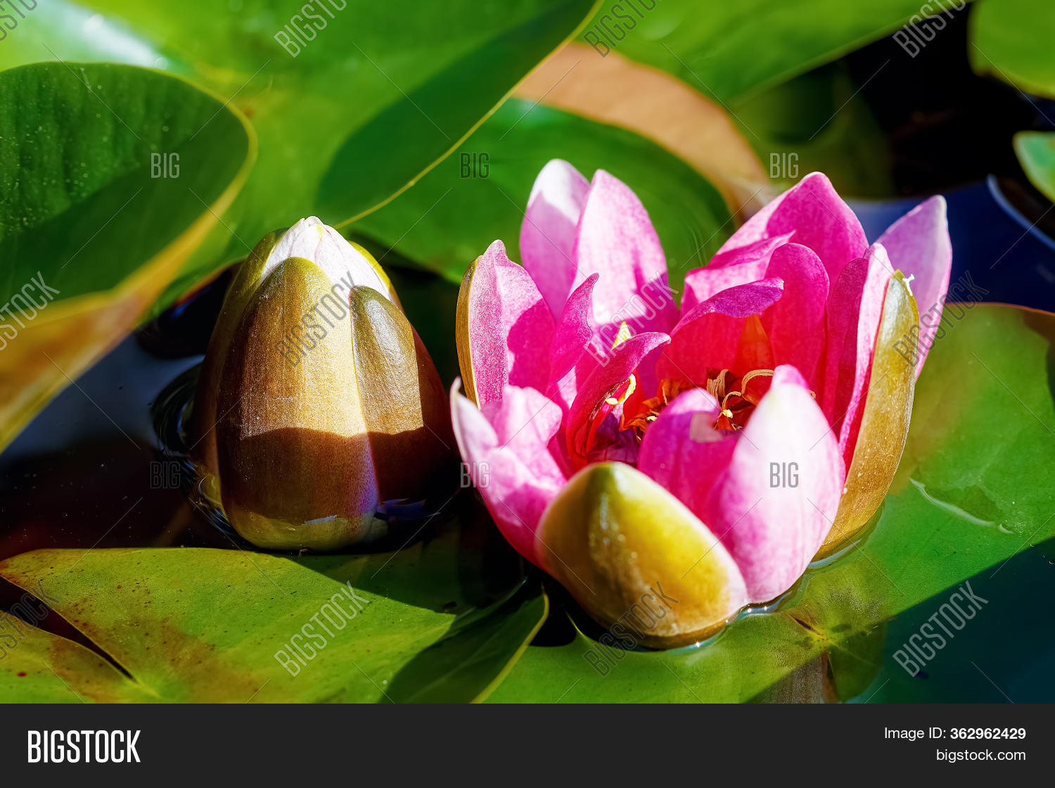 Blooming Lotus Pond Image & Photo (Free Trial) | Bigstock