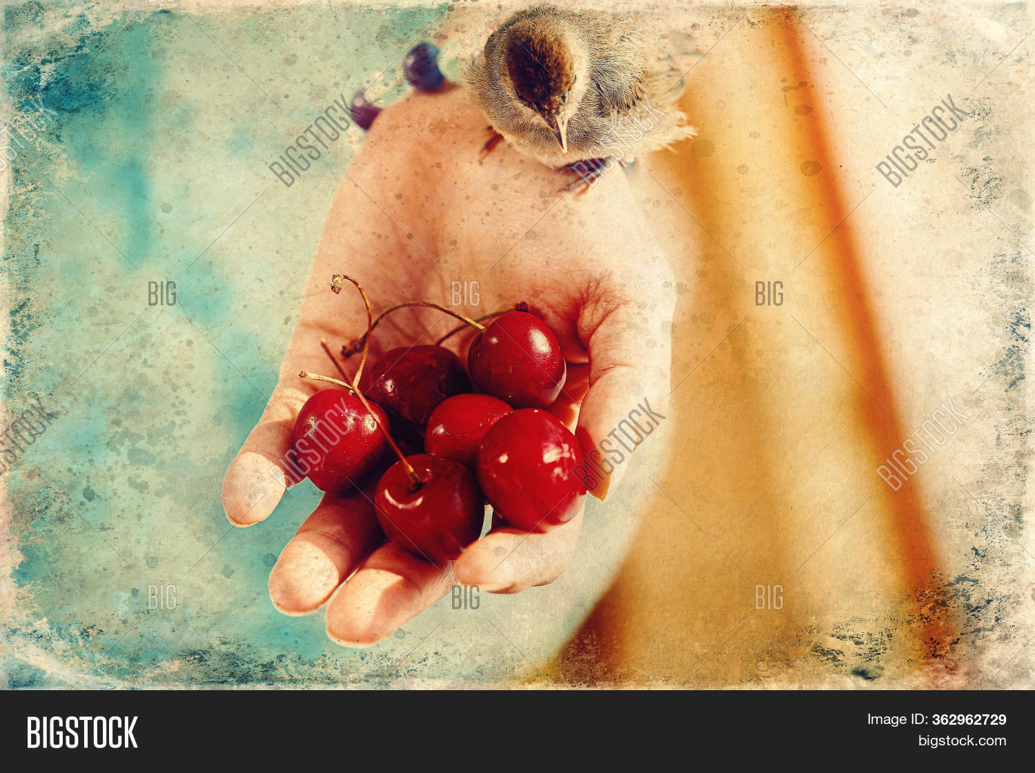 Woman Cherries Hand, Image & Photo (Free Trial) | Bigstock