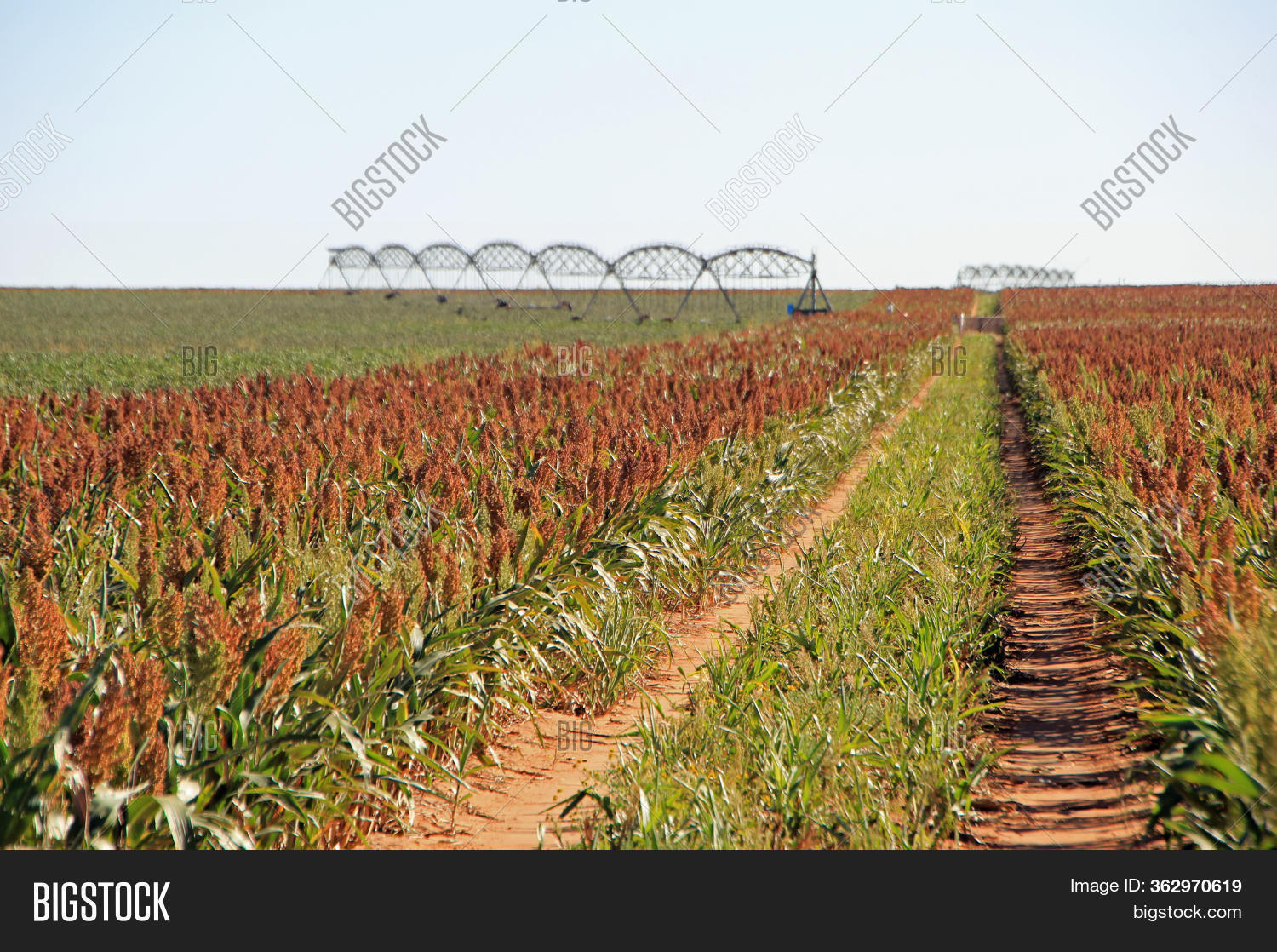 Sorghum Field Image & Photo (Free Trial) | Bigstock