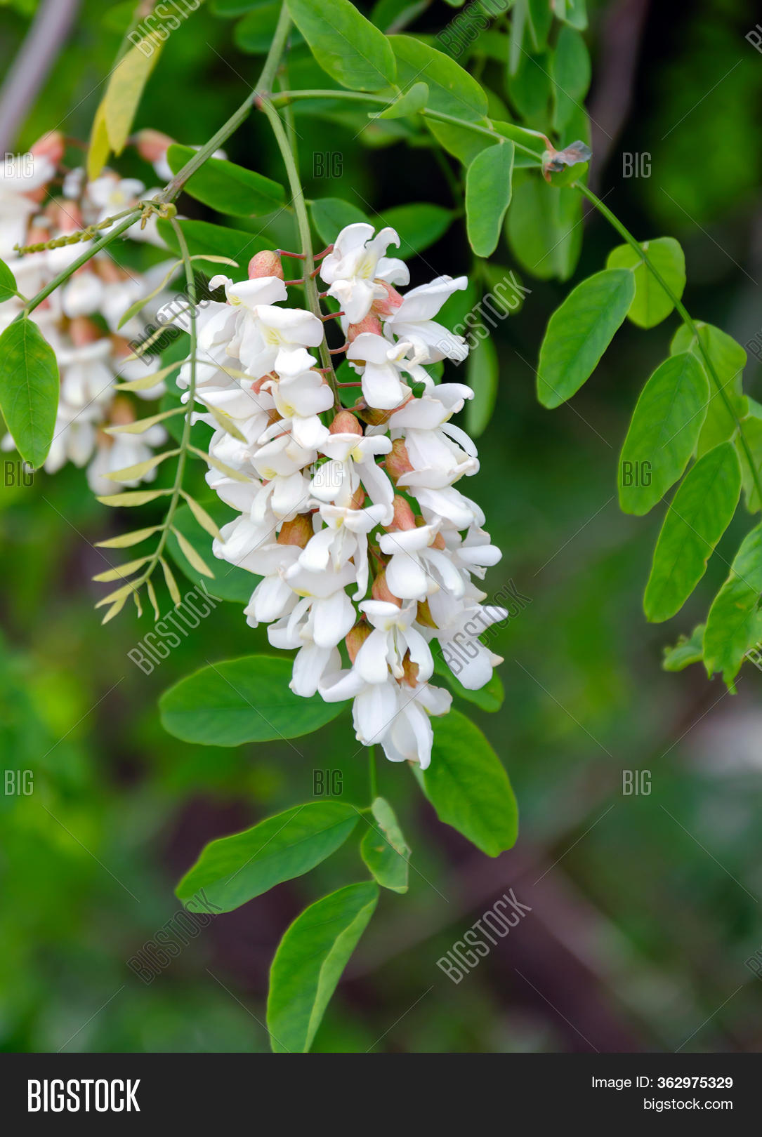 Flowering Acacia Tree Image & Photo (Free Trial) | Bigstock