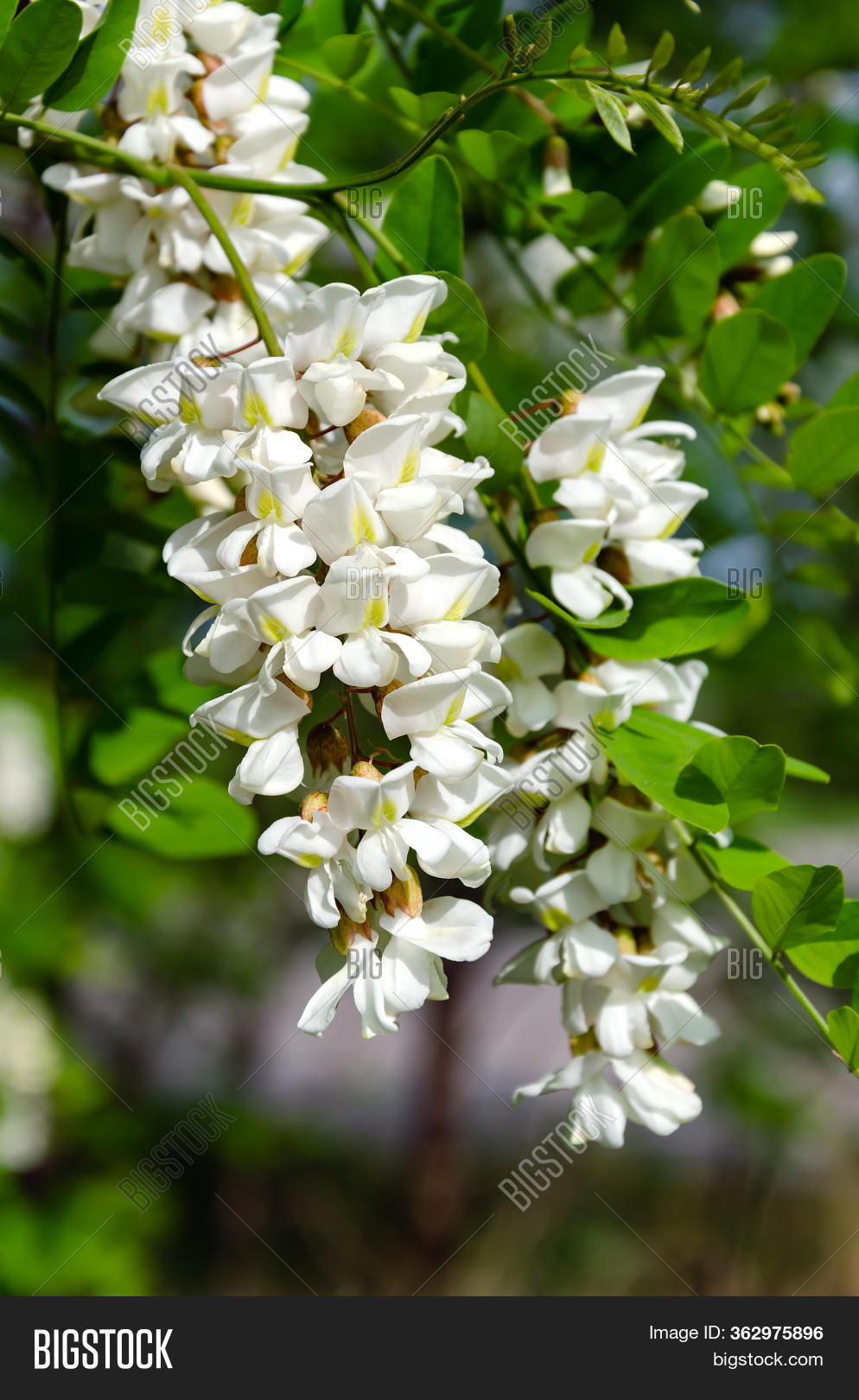 Flowering Acacia Tree Image & Photo (Free Trial) | Bigstock