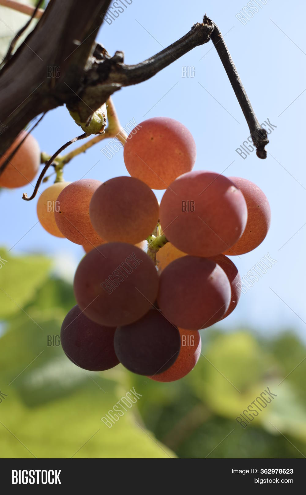 Unripe Red Grapes. Image & Photo (Free Trial) | Bigstock