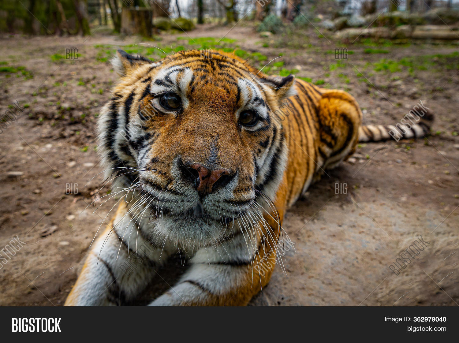 Close Portrait Tiger, Image & Photo (Free Trial) | Bigstock
