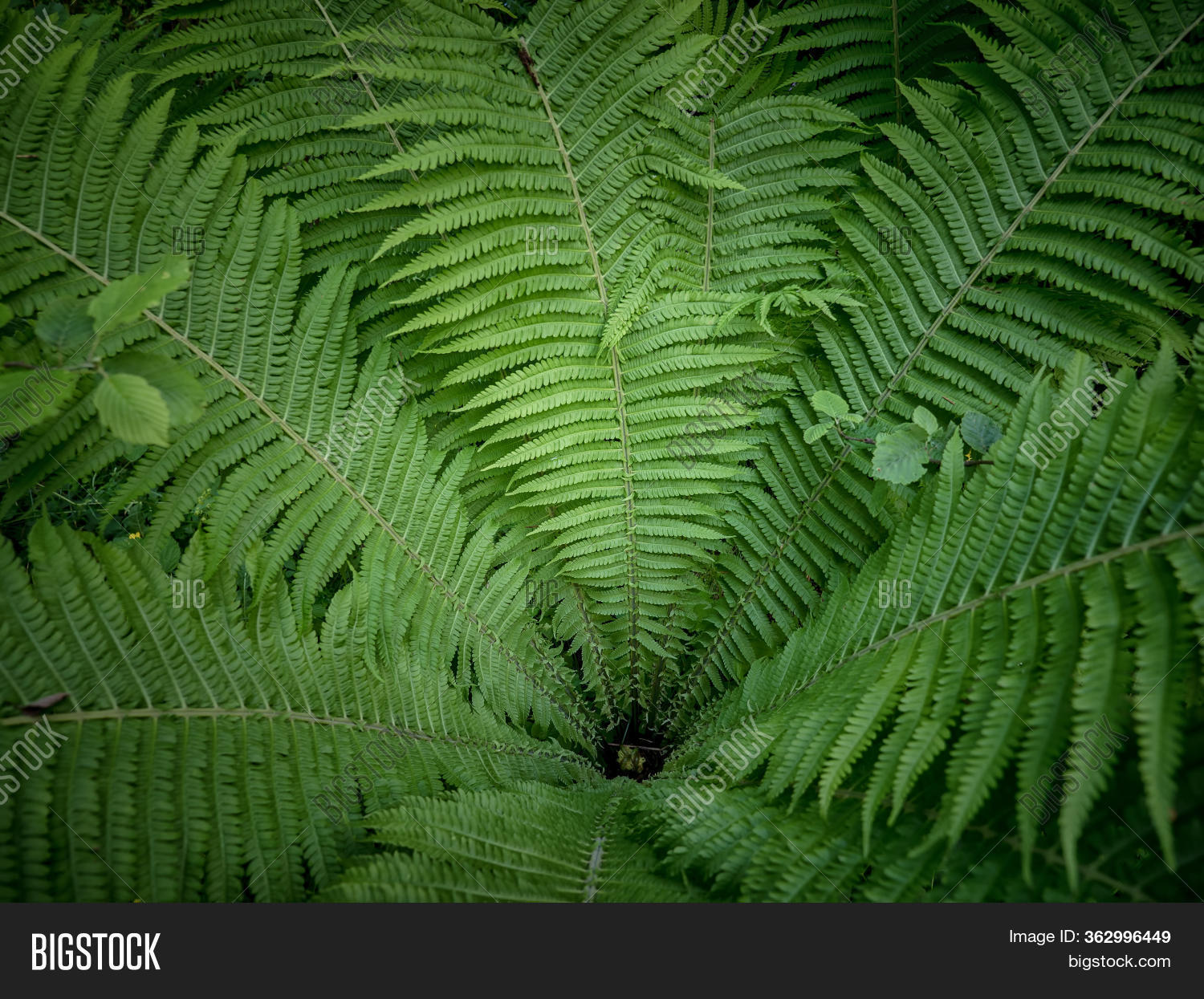 Top View Green Fern Image & Photo (Free Trial) | Bigstock