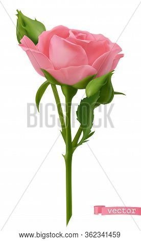 Pink Rose. 3d Vector & Photo (Free Trial) | Bigstock