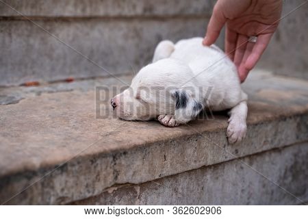 Female Hand Pets Image & Photo (Free Trial) | Bigstock