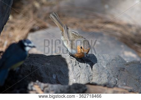Robin African Blue Tit Image & Photo (Free Trial) | Bigstock