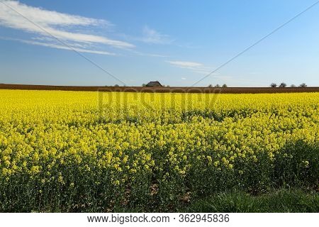 Raps Field. Cultivated Image & Photo (Free Trial) | Bigstock