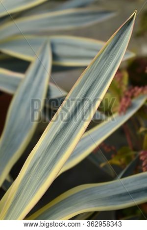 Variegated Spanish Image & Photo (Free Trial) | Bigstock