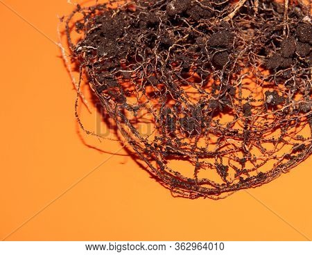 Root System Lemon Tree Image & Photo (Free Trial) | Bigstock