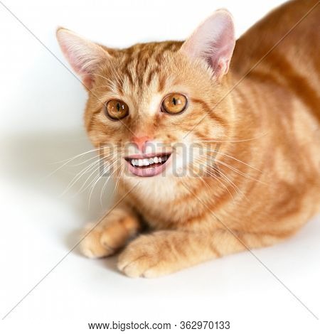Funny Young Ginger Cat Image & Photo (Free Trial) | Bigstock