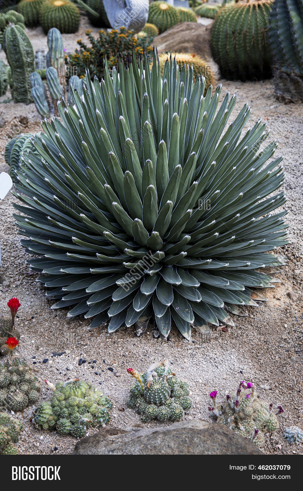 Full Bush Victoria Image & Photo (Free Trial) | Bigstock