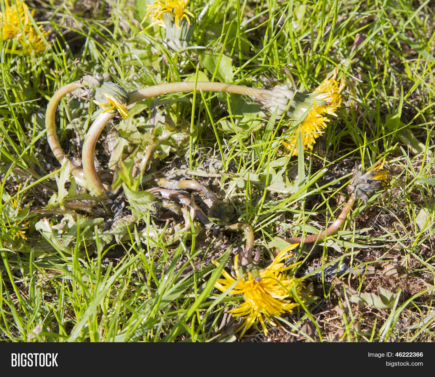 Dandelion Dying Lawn Image & Photo (Free Trial) | Bigstock