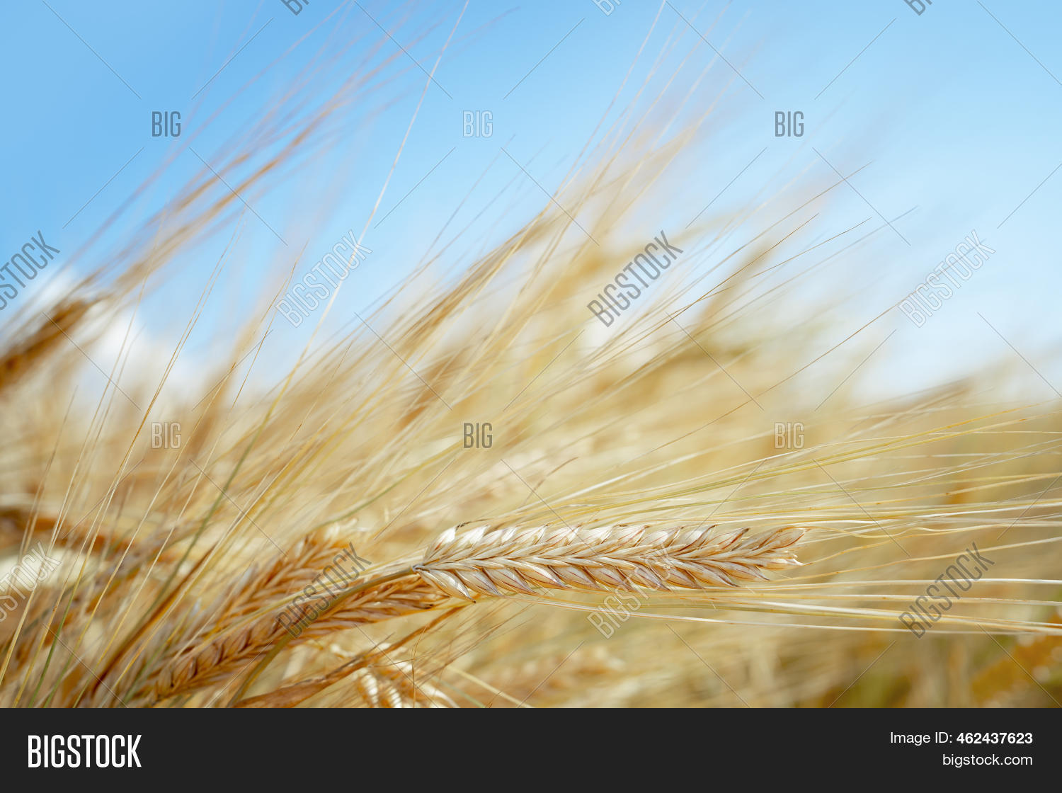 Wheat Grain On Sunlit Image & Photo (Free Trial) | Bigstock